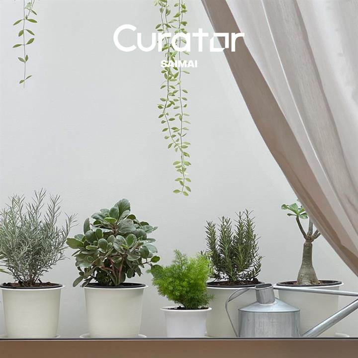 คิวเรเตอร์ สายไหม CURATOR SAIMAI บูทีคทาวน์โฮมใหม่ ย่านสายไหม